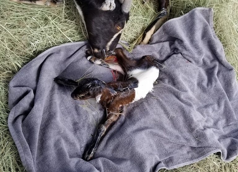 Umbilical Cord Care: Avoiding Joint Ill in Goats - Goat Journal